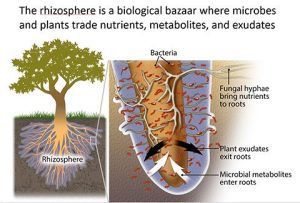 What Are Plant Root Exudates? | Responsive Irrigation Australia